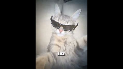 Rizzing Cat Memw Youtube