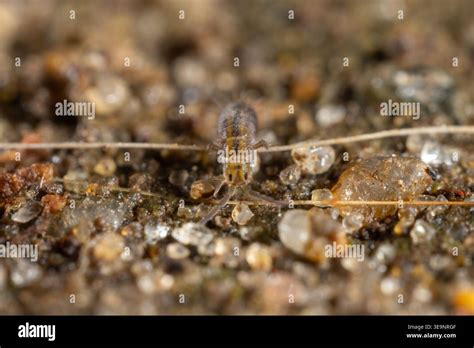Springtail Isotomorus Sp Collembola Face On Portrait Among Sand