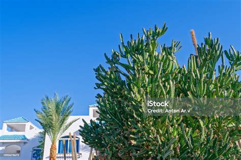 하얀 벽과 선인장과 손바닥의 정원이있는 건물은 맑은 하늘을 배경으로합니다 원예 조경 디자인 이국적인 리조트에서의 휴가의 개념 0명에 대한 스톡 사진 및 기타 이미지 Istock