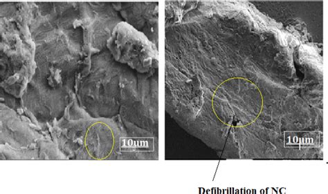Fesem Image Of M Olifera Pods Nc Download Scientific Diagram
