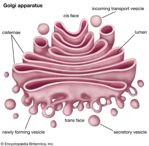 Golgi Body Golgi Complex Structure And Function • Microbe Online
