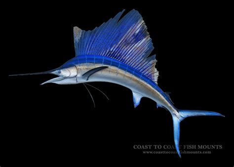 118 Sailfish Fish Mount Replica