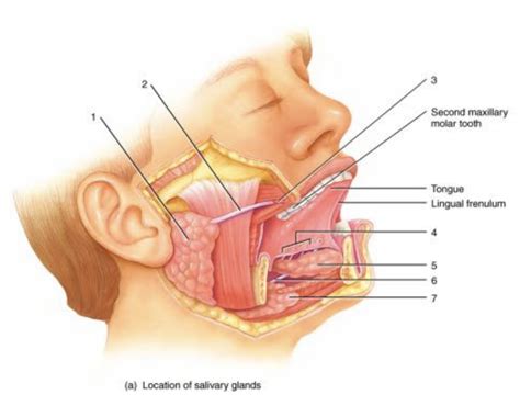 Salivary Glands Diagram Quizlet