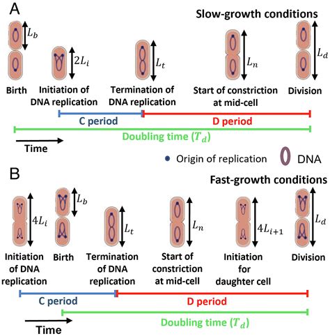 What Results When A Single Bacterium Reproduces Lifeder At Every 20