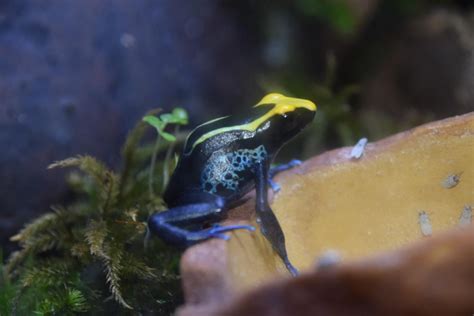 I Want To Know The Sex Of My Cobalt All Pictures Are The Same Object