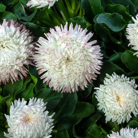 Bellis Perennis Bam Bam White Blush Compléments Alimentaires De