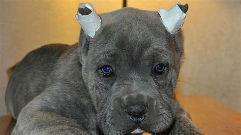 La Peligrosa Moda De Someter A Los Perros A Cirugías Estéticas Infobae