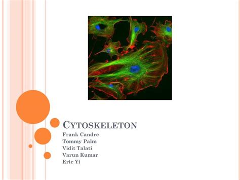PPT Cytoskeleton PowerPoint Presentation Free Download ID