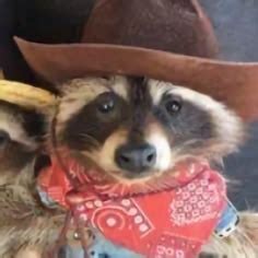 Raccoon Pfp Collection