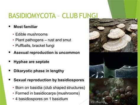 08kingdomfungi617 1 Pptx
