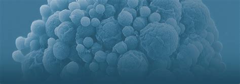 4th Minimal Cell Workshop J Craig Venter Institute