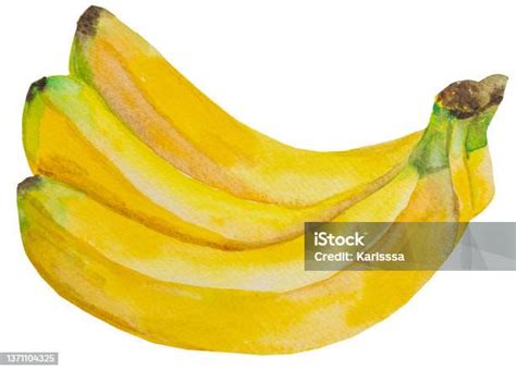 3 수채화 노란색 잘 익은 바나나 전체 열대 과일 일러스트레이션 바나나에 대한 스톡 벡터 아트 및 기타 이미지 바나나 수채화 3 명 Istock