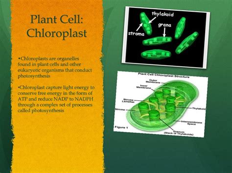 Ppt Plant Cell Cell Wall And Chloroplast Powerpoint Presentation