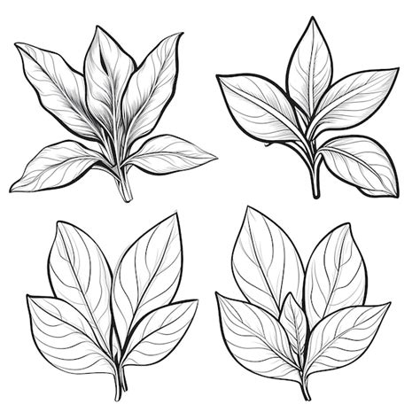 Basil Leaf Outline At Marilyn Lewis Blog