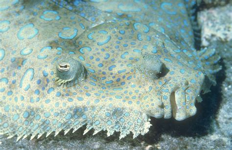 Pleuronectiformes Enciclopediacat