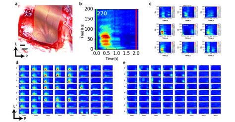A Photo Of Sic Ecog Implanted On Primary Visual Cortex Of A Rat B