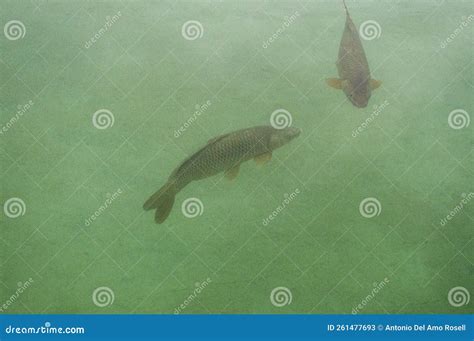 Freshwater Fish Known As Carp Stock Image Image Of Food Environment
