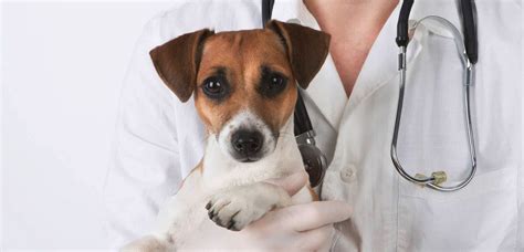 Кастрация собак в Москве — цены на услугу в сети ветеринарных клиник Vetglobal