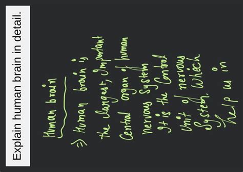 Explain Human Brain In Detail Filo