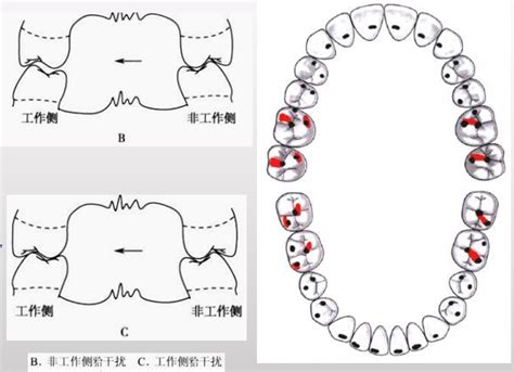 调𬌗的具体方法，只需四步！（附检查方法） 德医医学 助力医学教育发展！