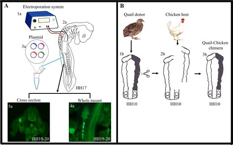 Chicken Embryo As A Model In Second Heart Field Development Heliyon