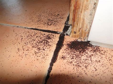 Is Termite Black At James Auxier Blog
