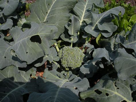 Small Broccoli Heads Walter Reeves The Georgia Gardener