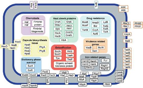 5 Schematic View Of The Biochemical Processes Related With Download Scientific Diagram
