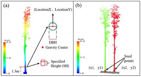 Remote Sensing Free Full Text Optimizing The Spatial Structure Of Metasequoia Plantation