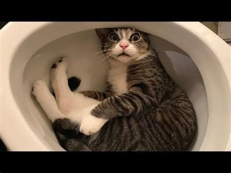 Funny Cats Compilation Hilarious Cat Fails Stupid Cats Edition R