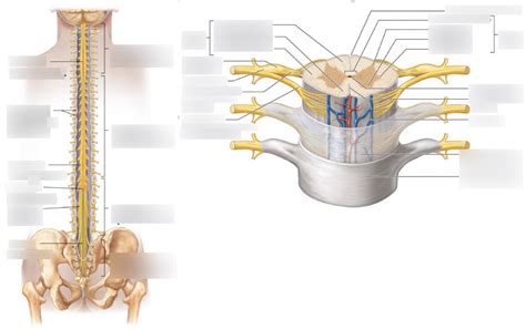 The Spinal Chord 1 Diagram Quizlet