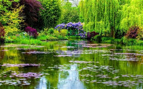 Serene Water Lily Garden A Stunning Hd Wallpaper