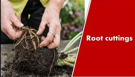 Cutting Method Of Vegetative Propagation Bsc Agriculture Notes