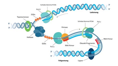 Dna Ligase 138 Dna Ligase Lizenzfreie Bilder Stockfotos Und Aufnahmen
