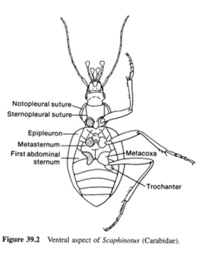 Lab 10 Exam 3 Flashcards Quizlet