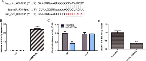 Circ 0005835 Sponged Mir 576 3p Expression A By Using Circular Rna Download Scientific Diagram