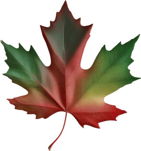 Maple Leaf Green Pngs For Free Download