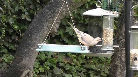 Mourning Dove Prefers The Finch Food Youtube