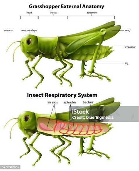 Grasshopper Respiratory System Diagram Stock Illustration Download
