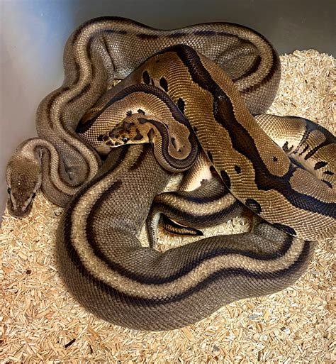 Houten Tripple Recessive Kiki Project Breeding Pair Ball Python By