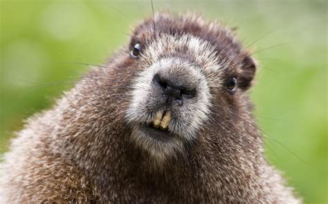 Wallpaper Beaver Face Teeth 2560x1440 Qhd Picture Image