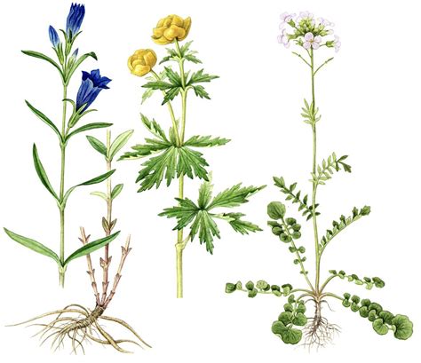 Shoots To Roots Floodplain Meadows Partnership