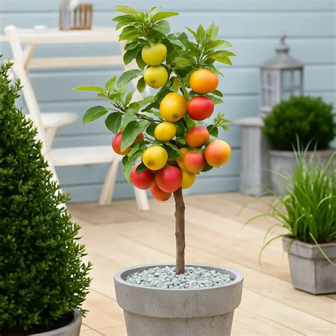 Dwarf Apple Miniature Tree Seeds Organic