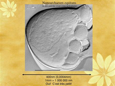 Ppt Nanoarchaeum Equitans Powerpoint Presentation Free Download Id
