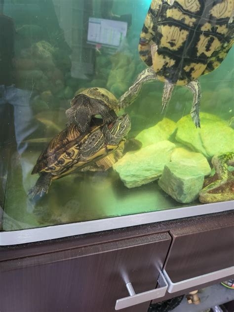 When Stinkpot Decides He Wants My Redear He Has Big Eyes Rturtle