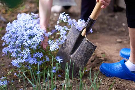 Creeping Phlox Seeds Plant And Grow This Flowering Ground Cover A Z