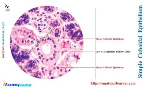 Where Is Simple Cuboidal Epithelium Found Anatomylearner
