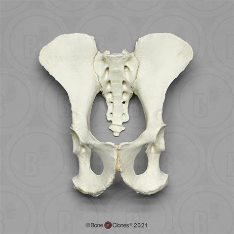 Female Chimpanzee Articulated Pelvis Bone Clones Osteological