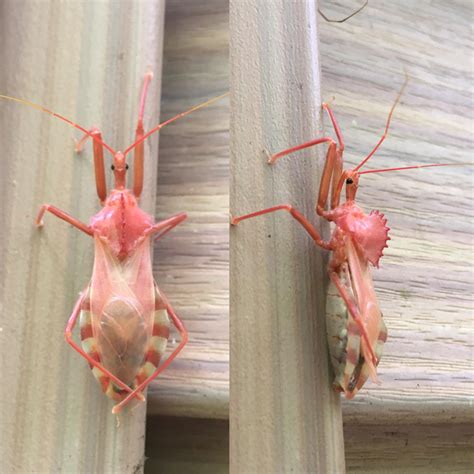 This Weird Variant Of The Assassin Bug Outside My House Rdamnthatsinteresting