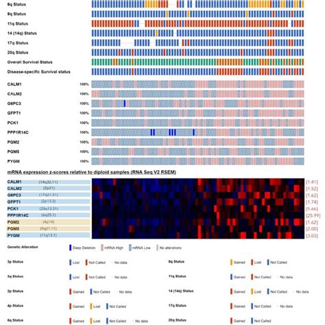Genes Involved In Glycogen Metabolism That Exhibited A Higher